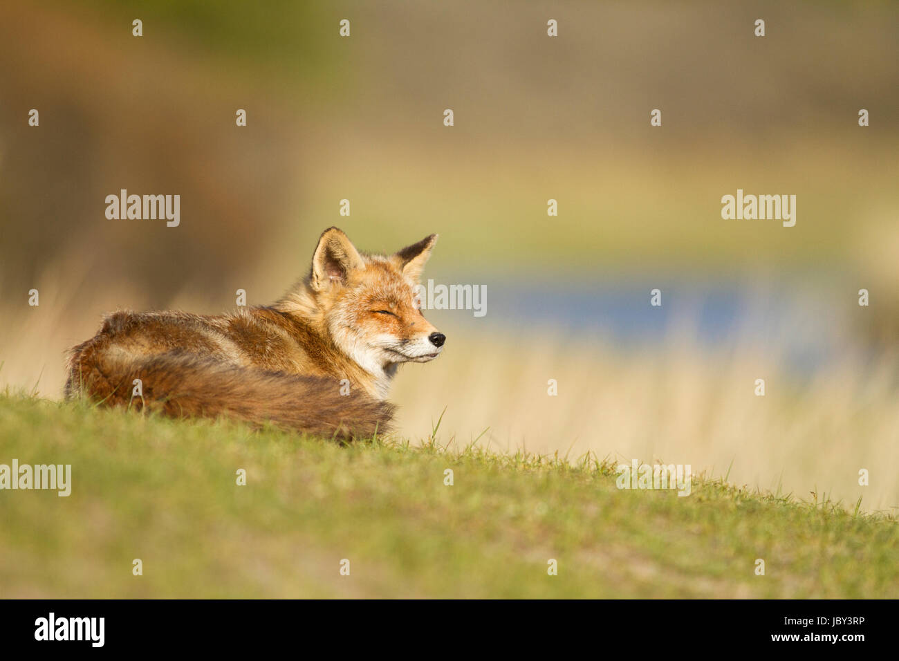 Eurasion red fox (vulpes vulpes). Amsterdam Netherlands. Europe Stock ...