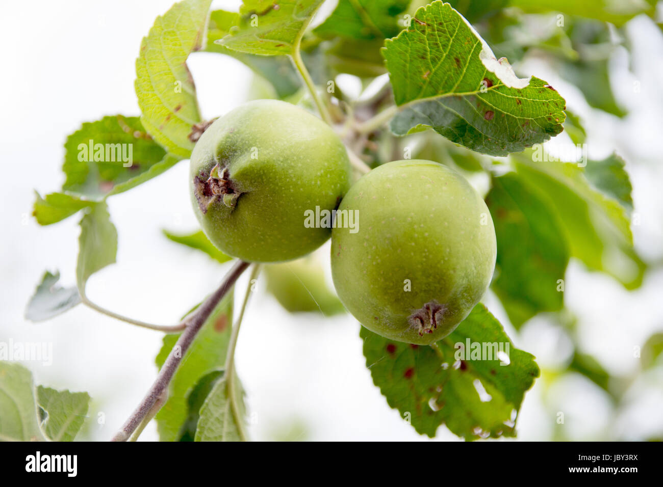 Apple tree with apples Stock Photo - Alamy