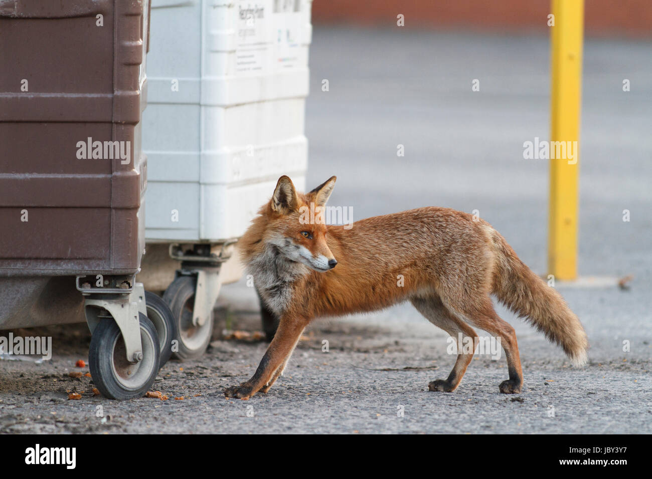 Urban fox bins hi-res stock photography and images - Alamy