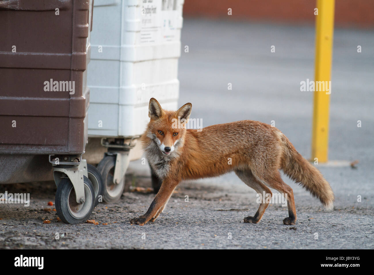 Urban red fox (vulpes vulpes). Glasgow. Scotland. United Kingdom ...