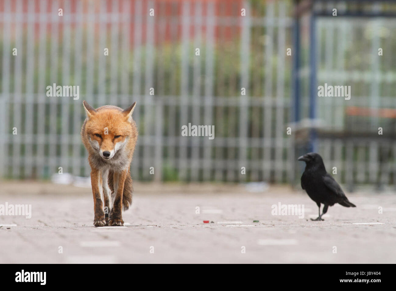Urban red fox (vulpes vulpes). Glasgow. Scotland. United Kingdom ...