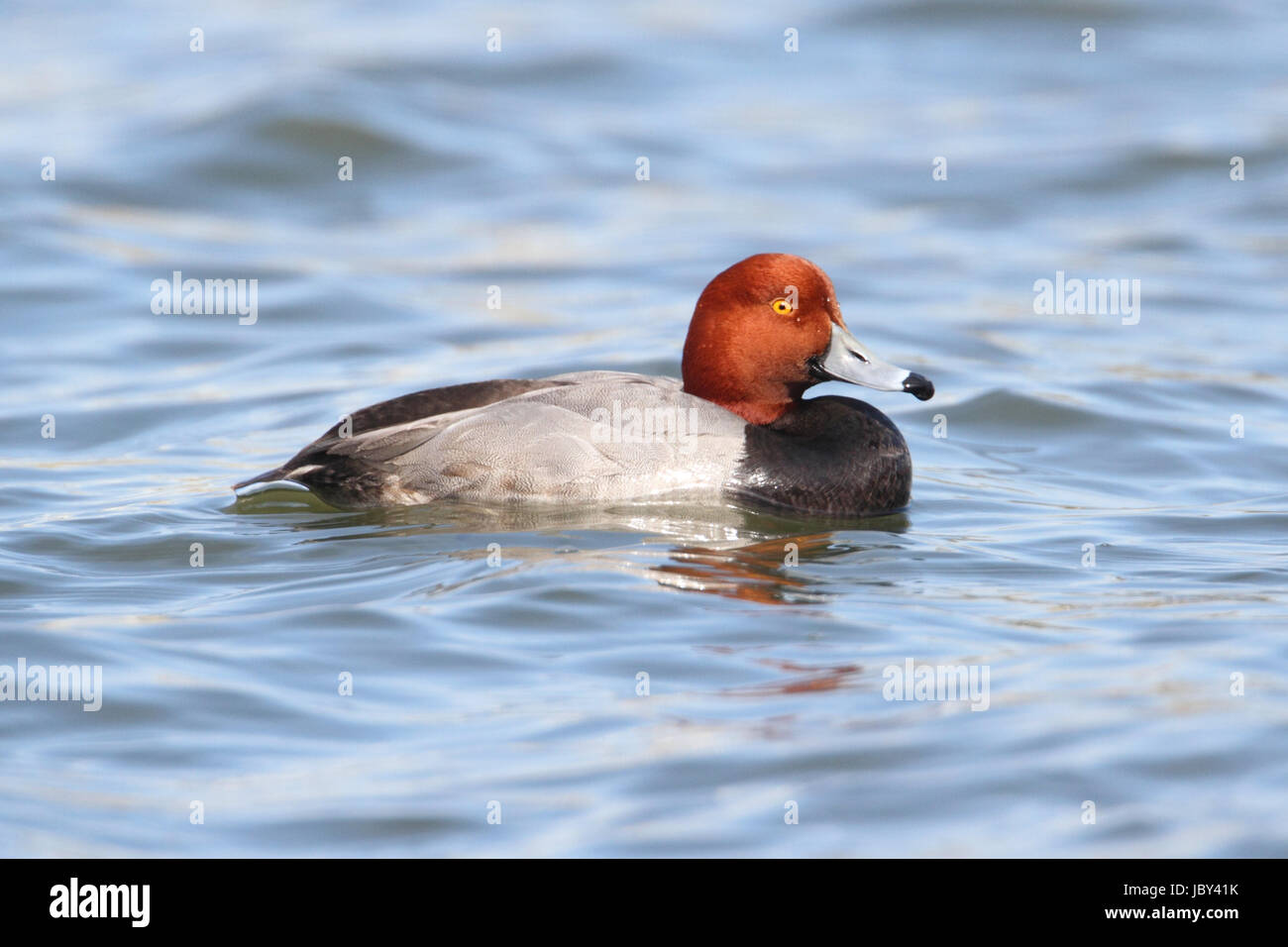 Redhead Duck Drake (Aythya americana) swimming in blue water Stock ...