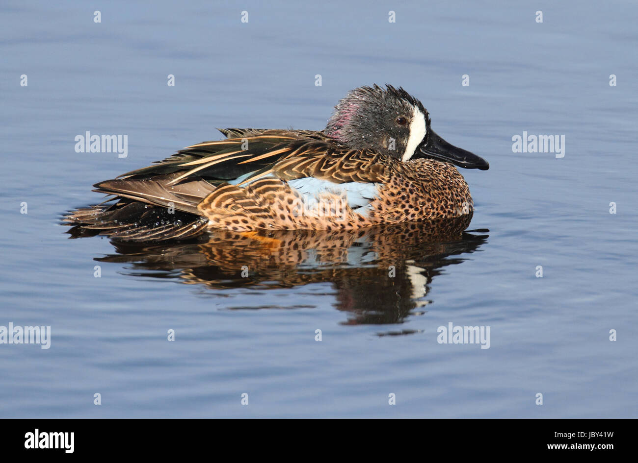 Blue-winged Teal (anas discors) in the Florida Everglades Stock Photo ...