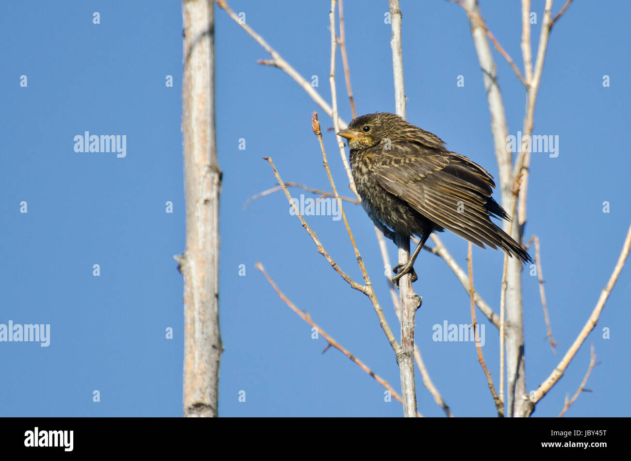 Baby Red Winged Blackbird Stock Photos & Baby Red Winged Blackbird ...