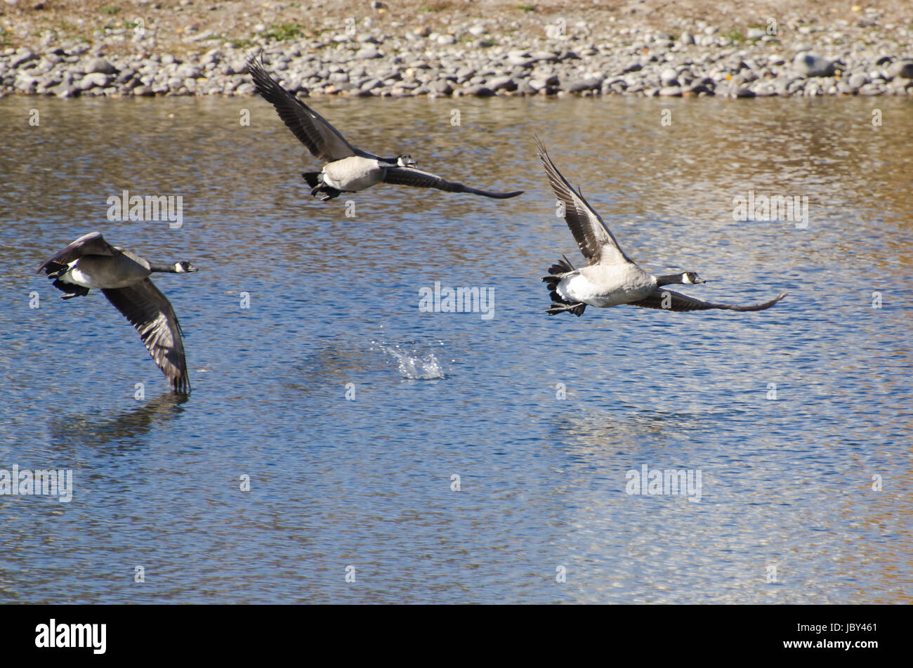 Canada Geese Flying Over Water Stock Photo - Alamy