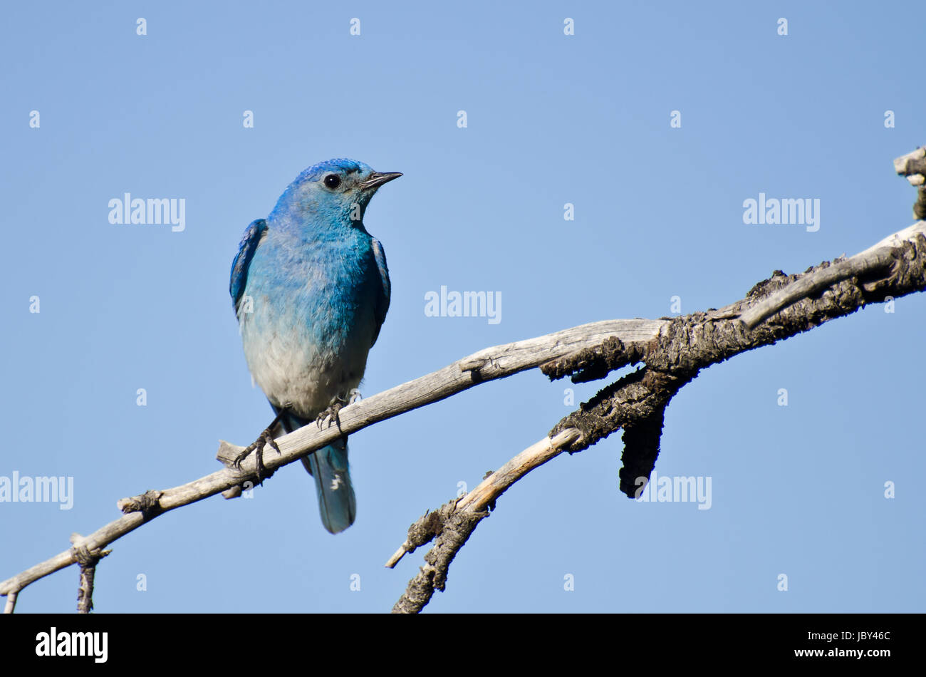 Mountain Bluebird Perched in a Tree Stock Photo - Alamy