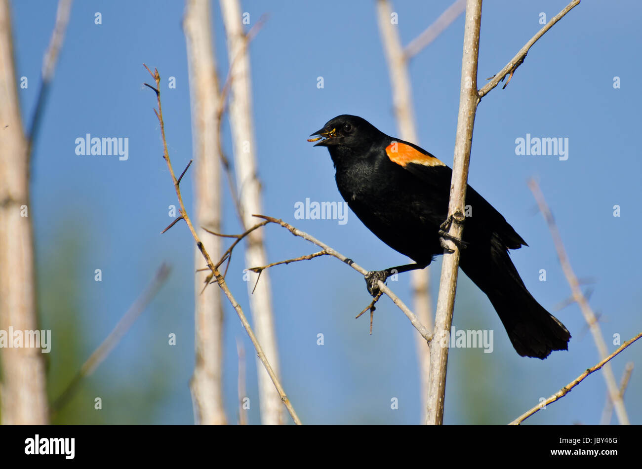 With captured insect hi-res stock photography and images - Alamy