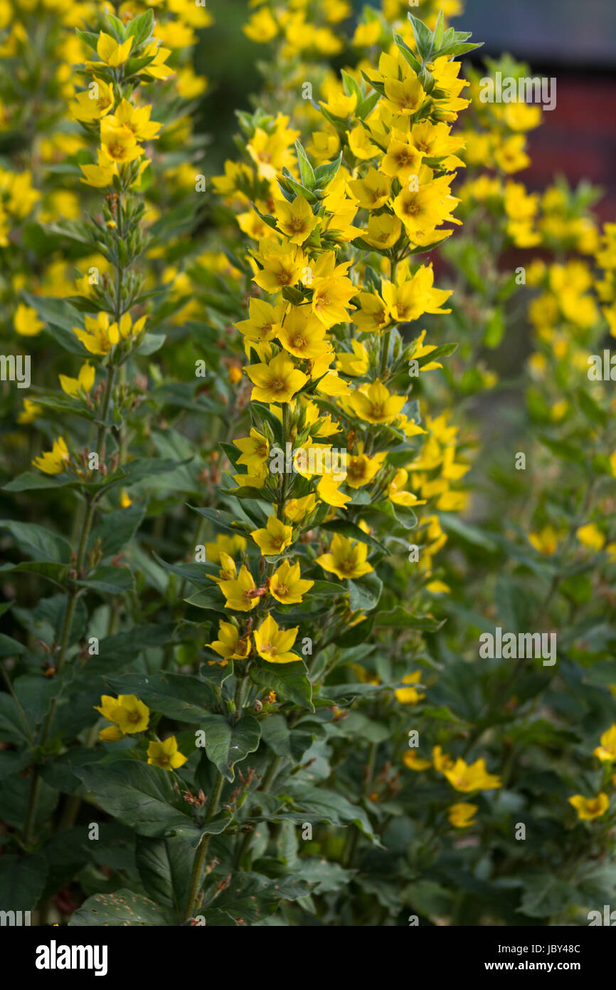 Yellow garden flowers Lysimachia vulgaris - Garden Loosestrife, Yellow ...