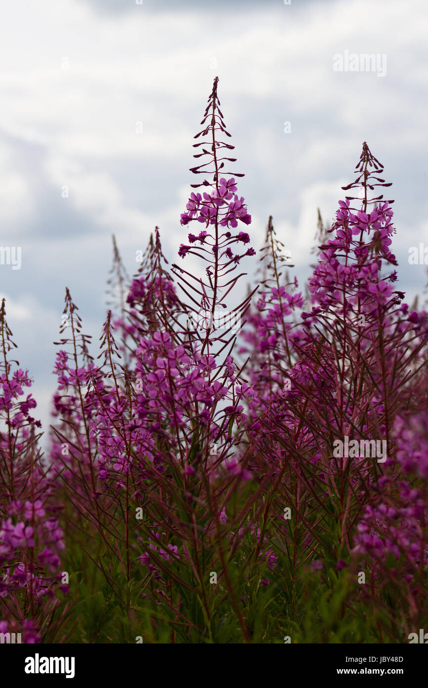 Wild flower Rosebay Willowherb or Fireweed. Red flower in the European ...