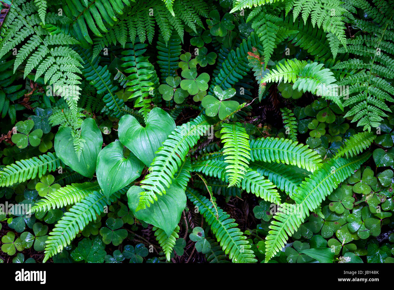 Redwood forest flora hi-res stock photography and images - Alamy