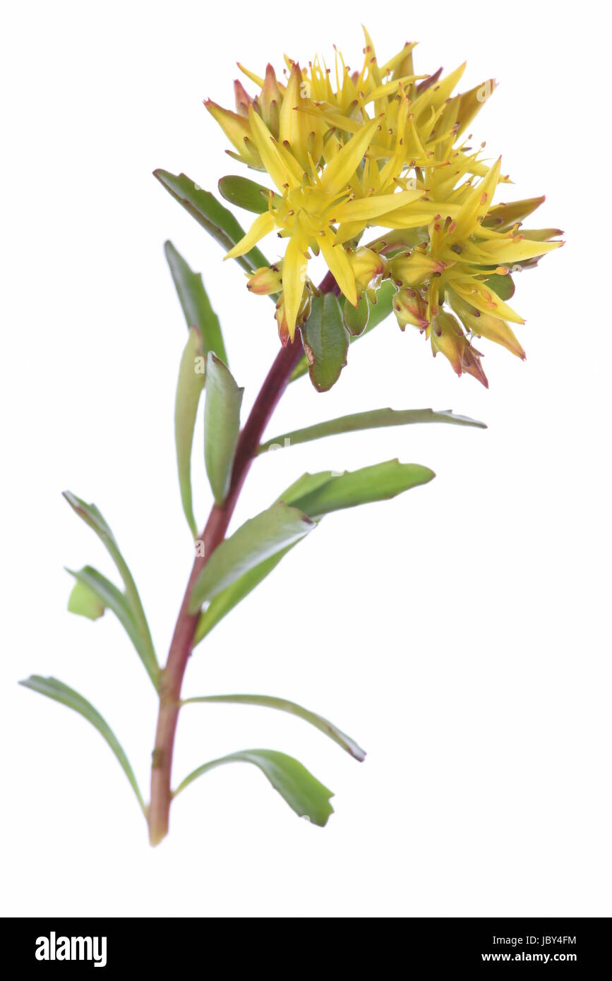 Single spring flower isolated on white background Stock Photo - Alamy