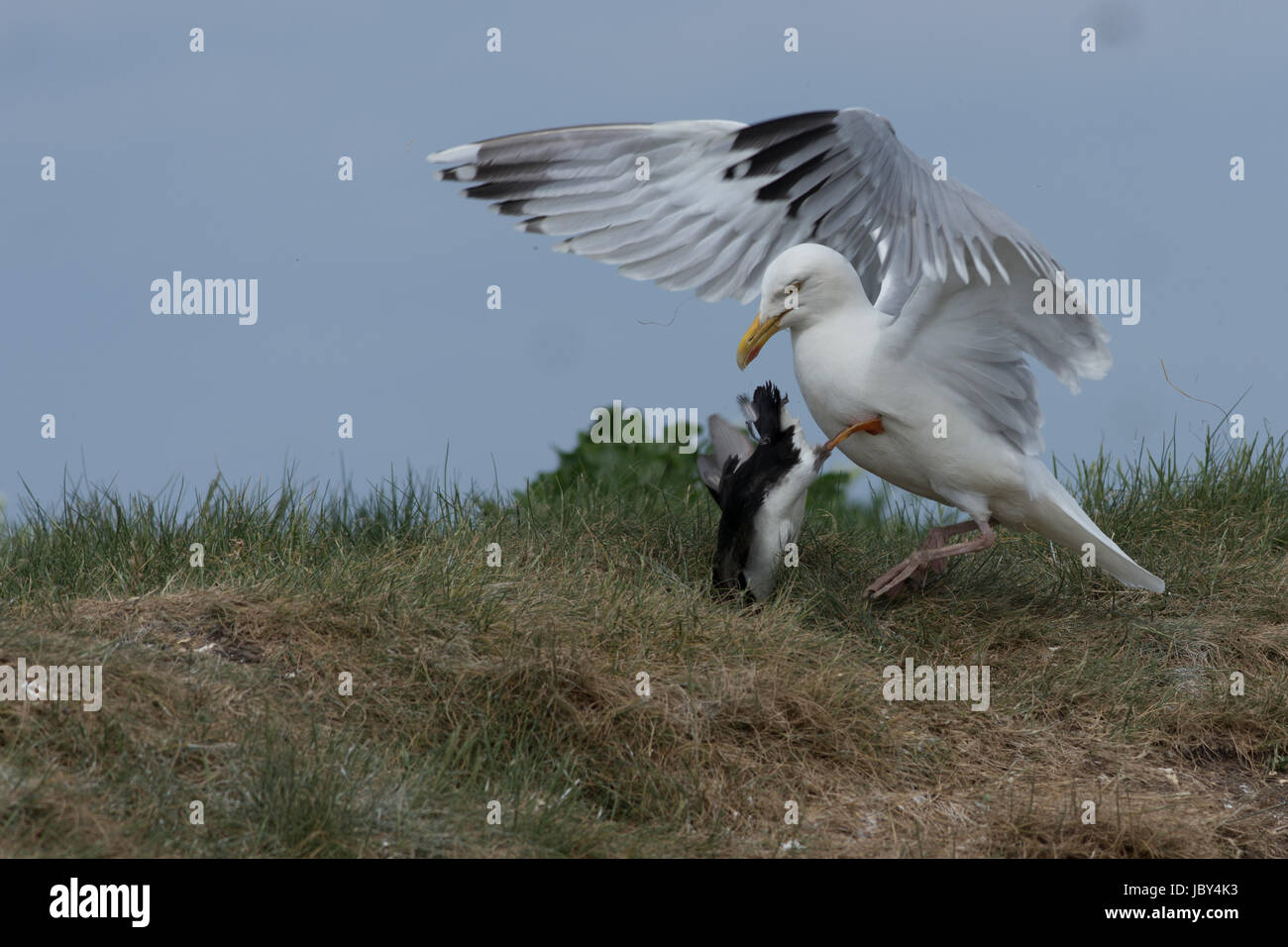Puffins with fishing boat hi-res stock photography and images - Alamy