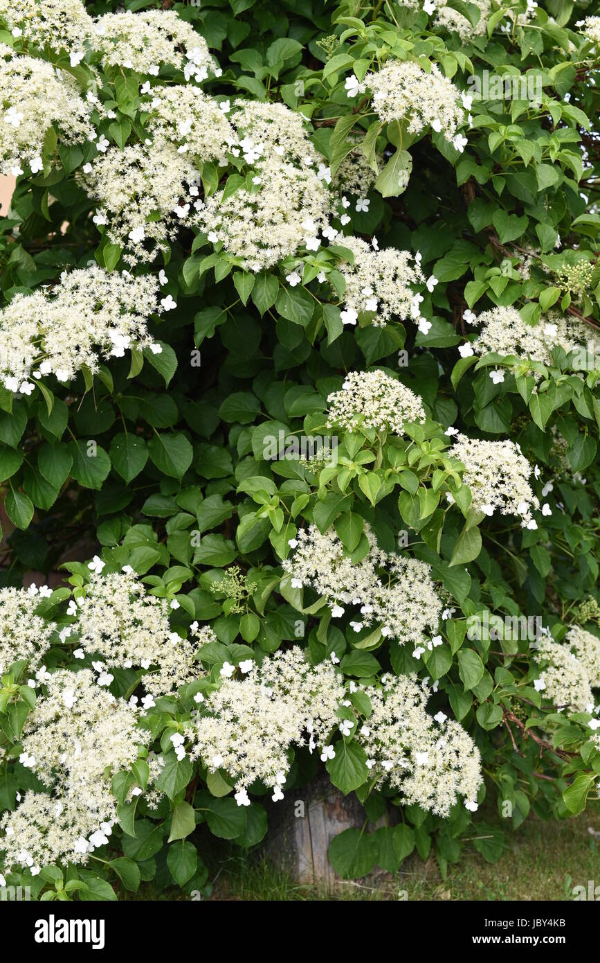 Climbing hydrangea hi-res stock photography and images - Alamy