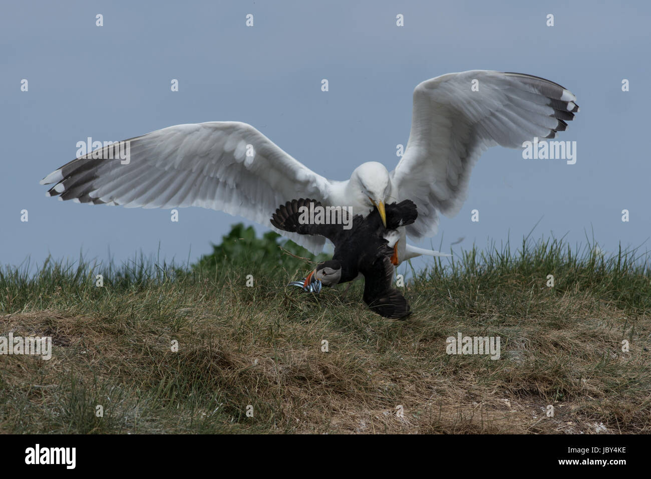 Mugging hi-res stock photography and images - Alamy