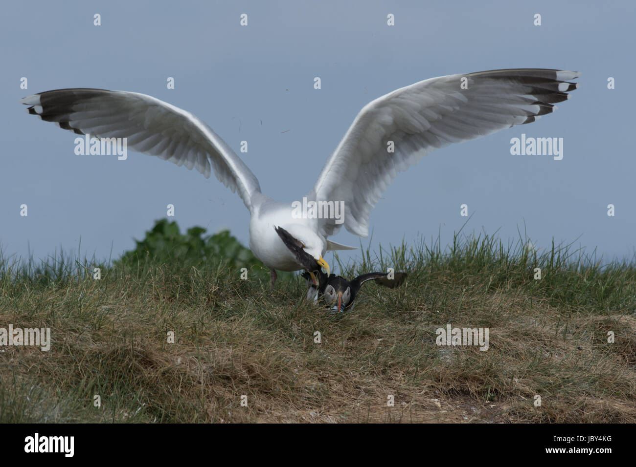 Farne island bird attack hi-res stock photography and images - Alamy