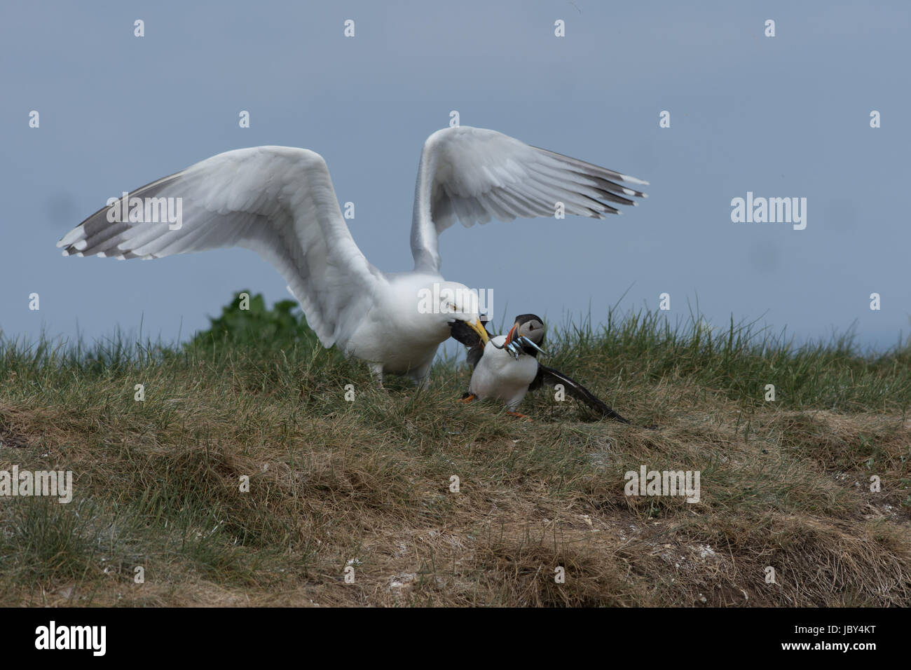 Puffin fishing boat hi-res stock photography and images - Alamy