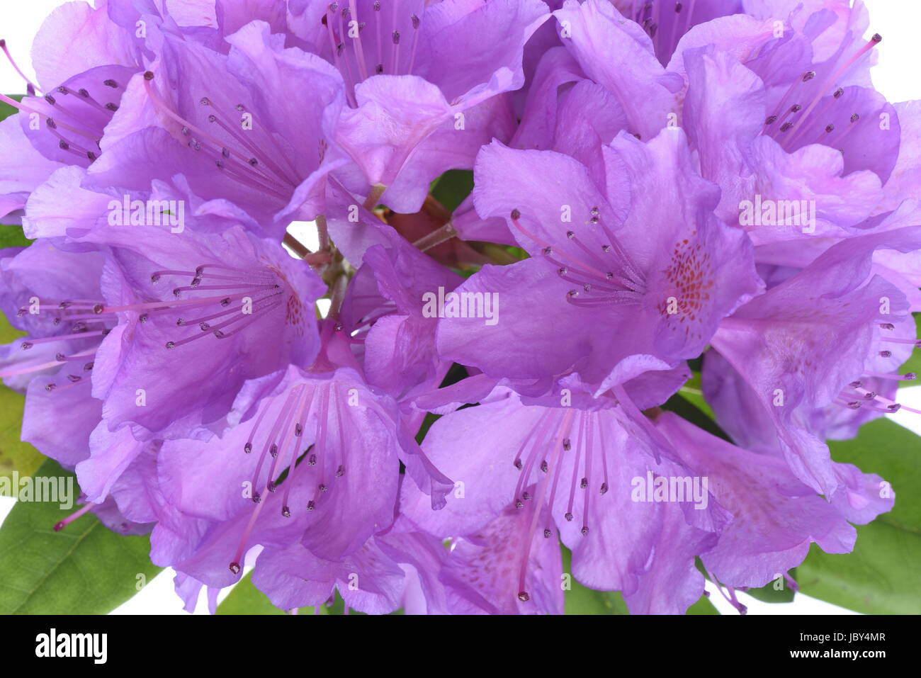 Lavender rhododendron hi-res stock photography and images - Alamy