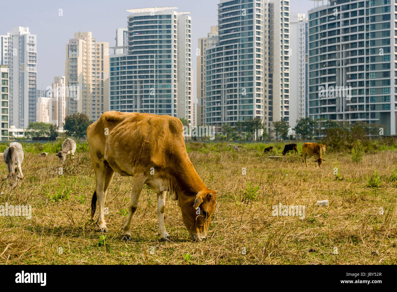 High rise building india hi-res stock photography and images - Alamy