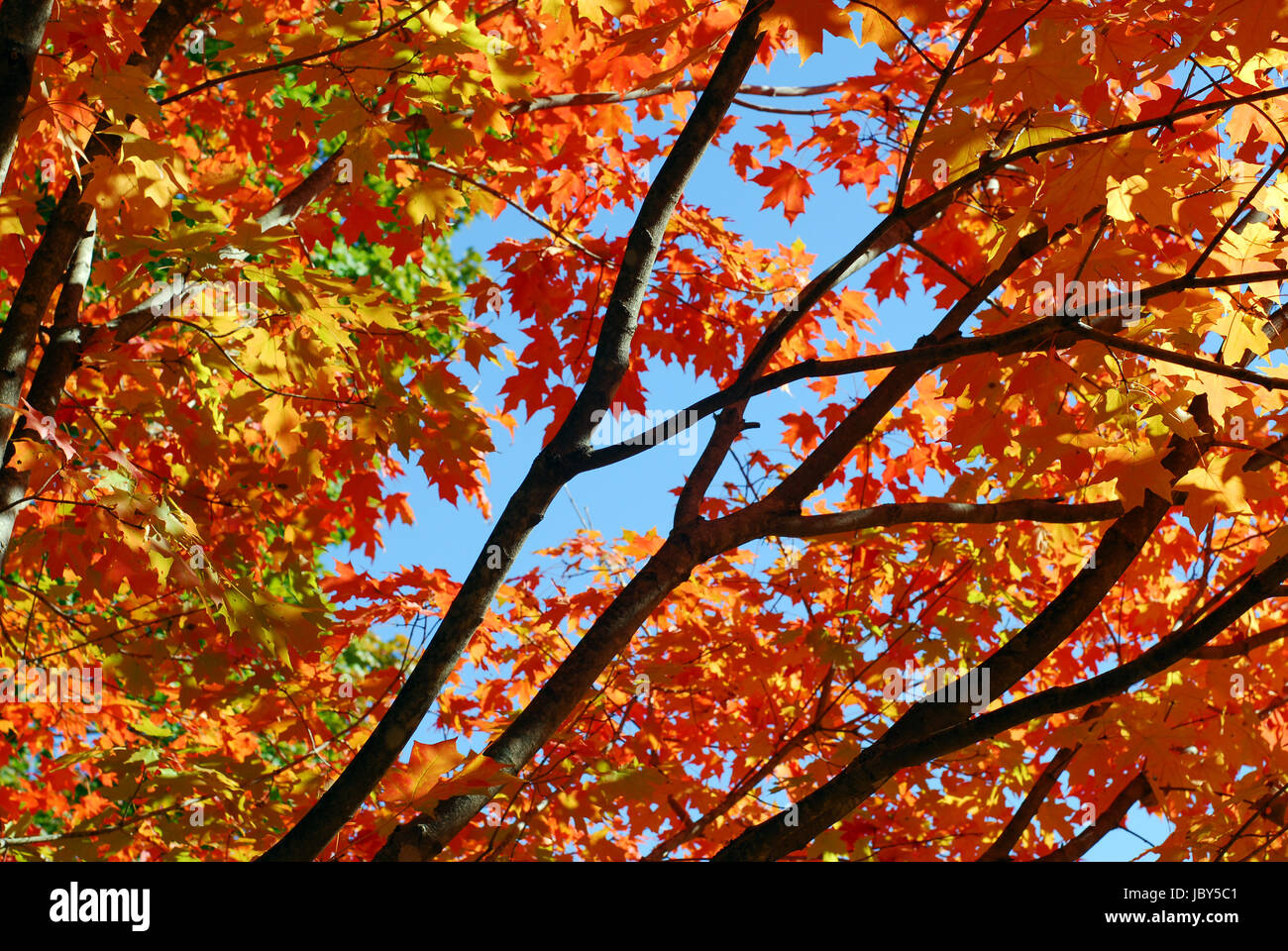 Orange Fall Foliage colors of Maple tree in Autumn Stock Photo - Alamy