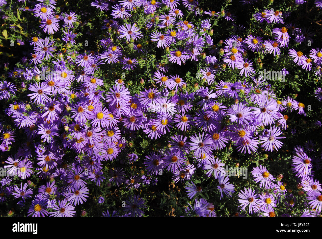 Small flower cluster hi-res stock photography and images - Alamy
