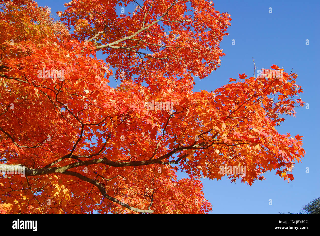 Orange Fall Foliage colors of Maple tree in Autumn Stock Photo - Alamy