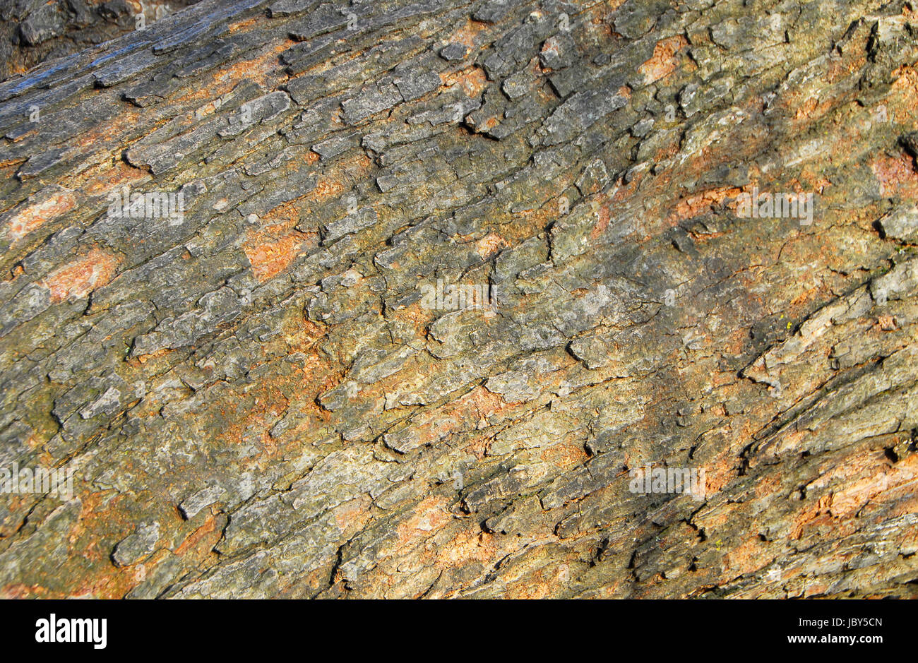 isolated closeup of brown Tree Bark Texture Background Stock Photo - Alamy