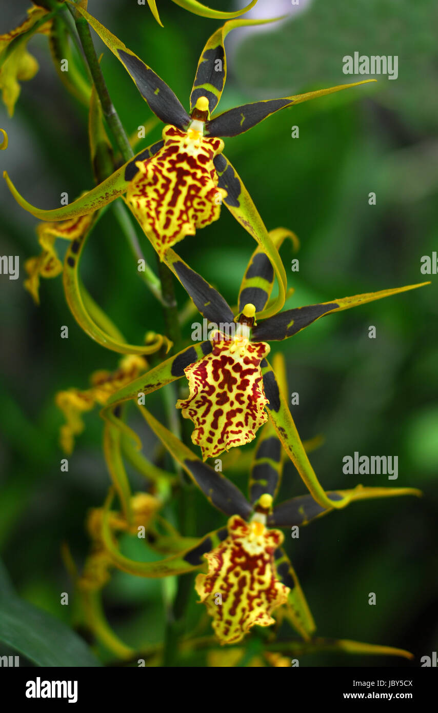 Oncidium Yellow brown Orchid flower in bloom in spring Stock Photo - Alamy
