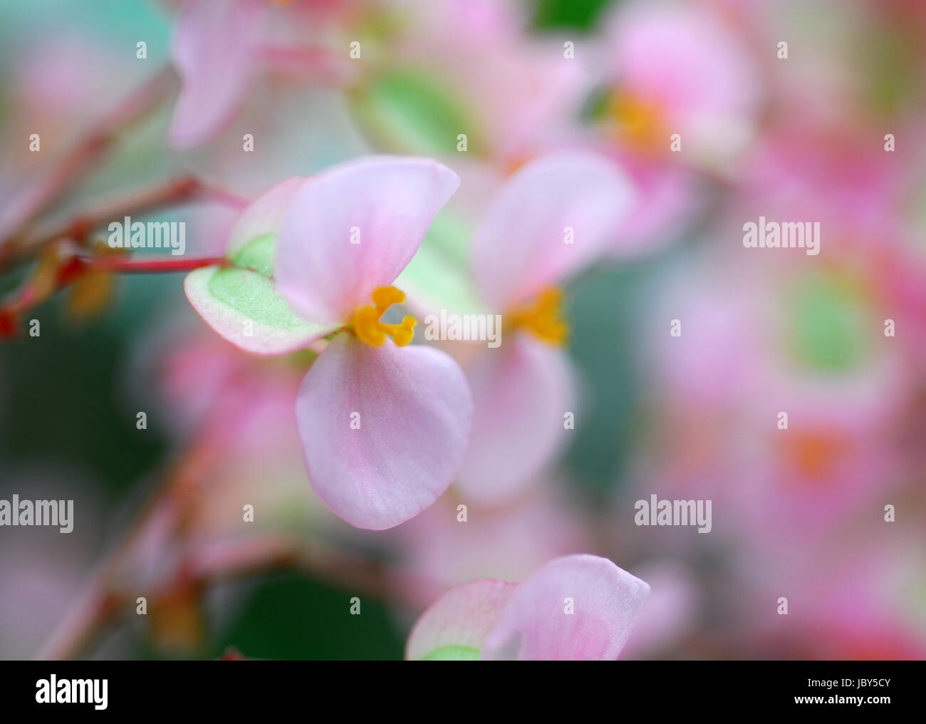 an isolated pink yellow begonia Flower in bloom Stock Photo - Alamy