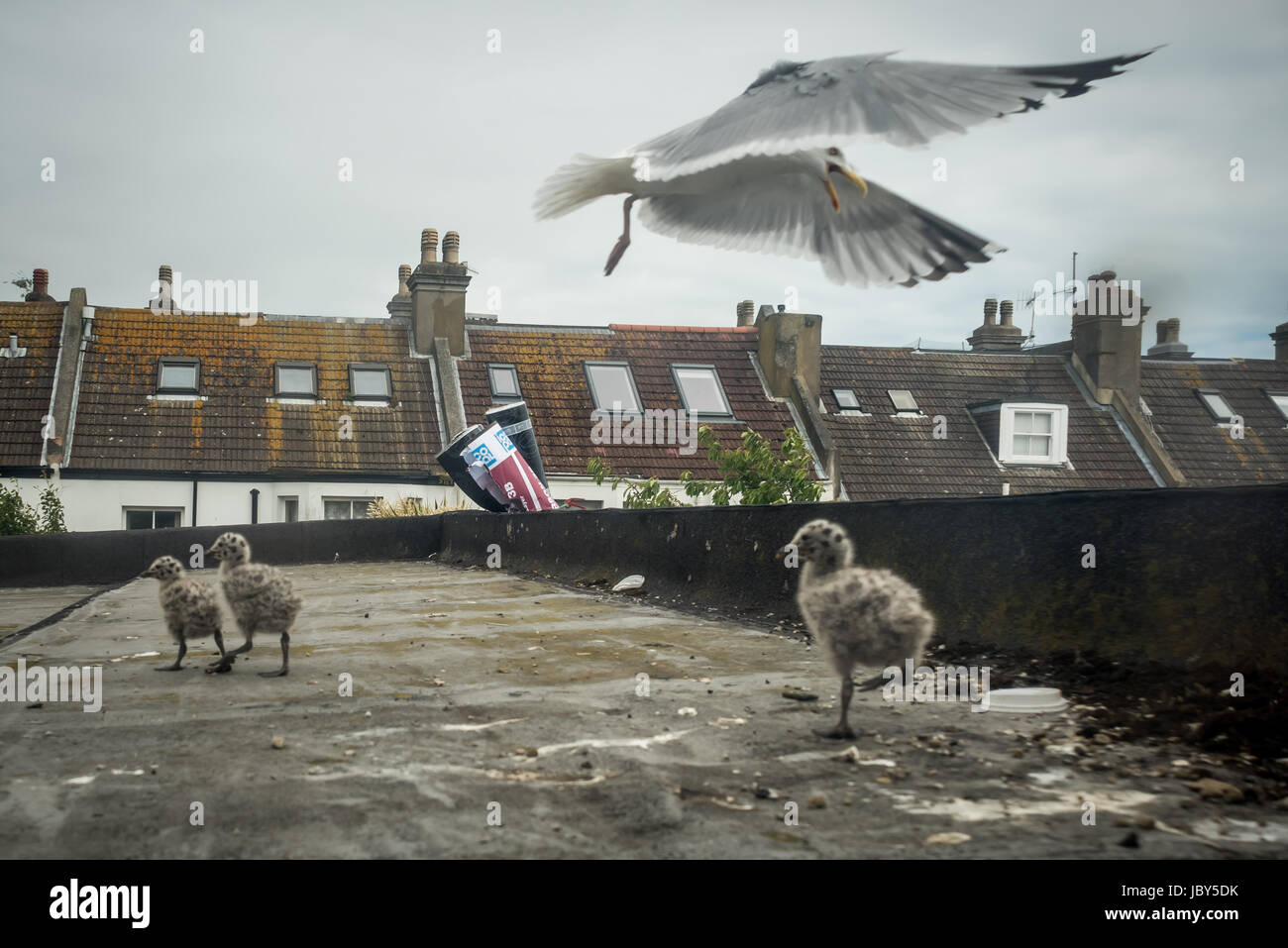 Seagulls nesting on a Brighton roof Stock Photo - Alamy