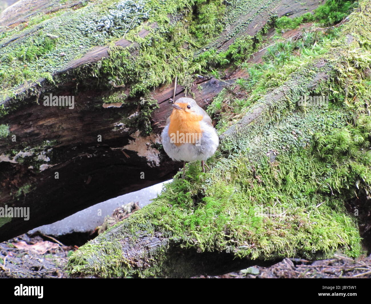 Robin wood hi-res stock photography and images - Alamy