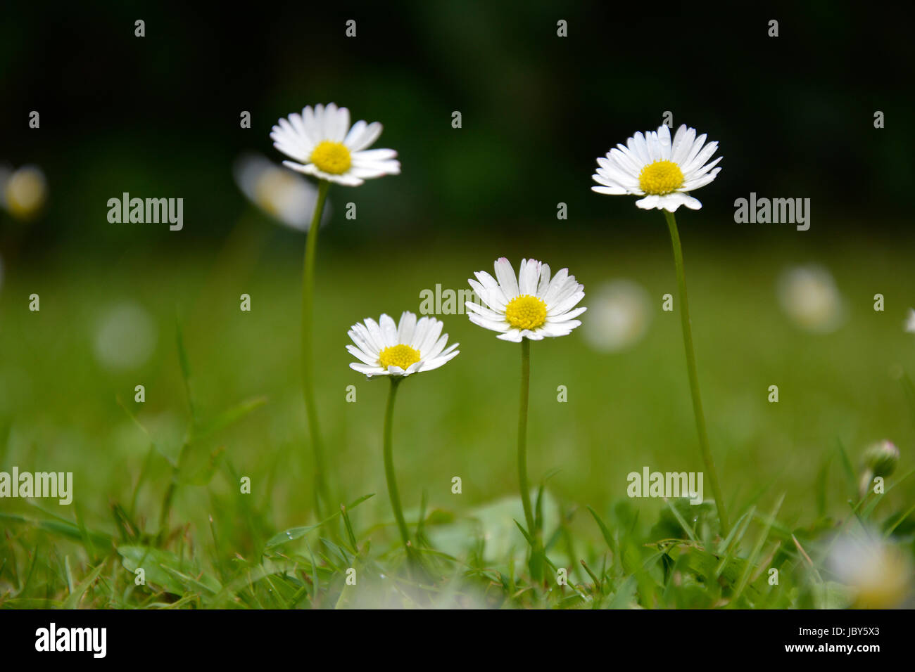 Detail picture of four Daisies on a green field background Stock Photo ...
