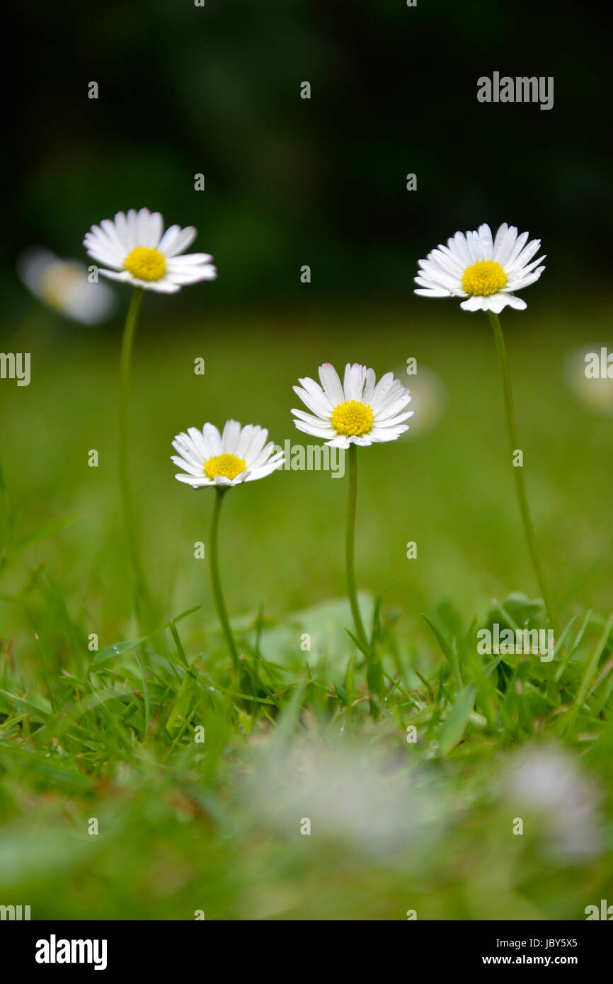 Detail picture of four Daisies on a green field background Stock Photo ...