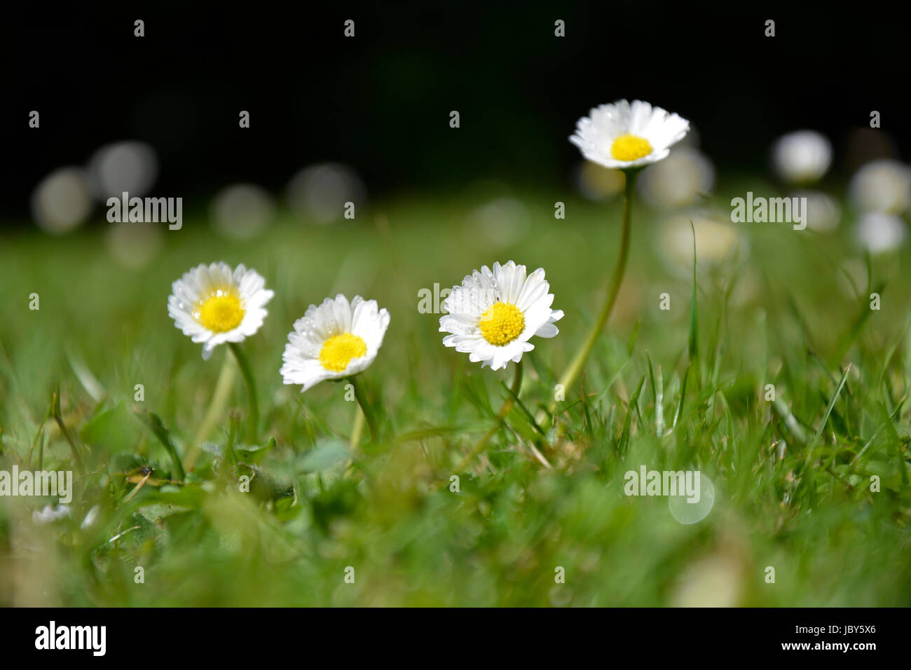 Detail picture of four Daisies on a green field background Stock Photo ...