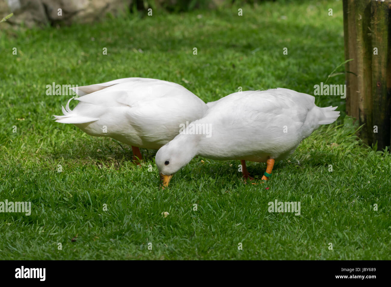 Bantam duck hi-res stock photography and images - Alamy