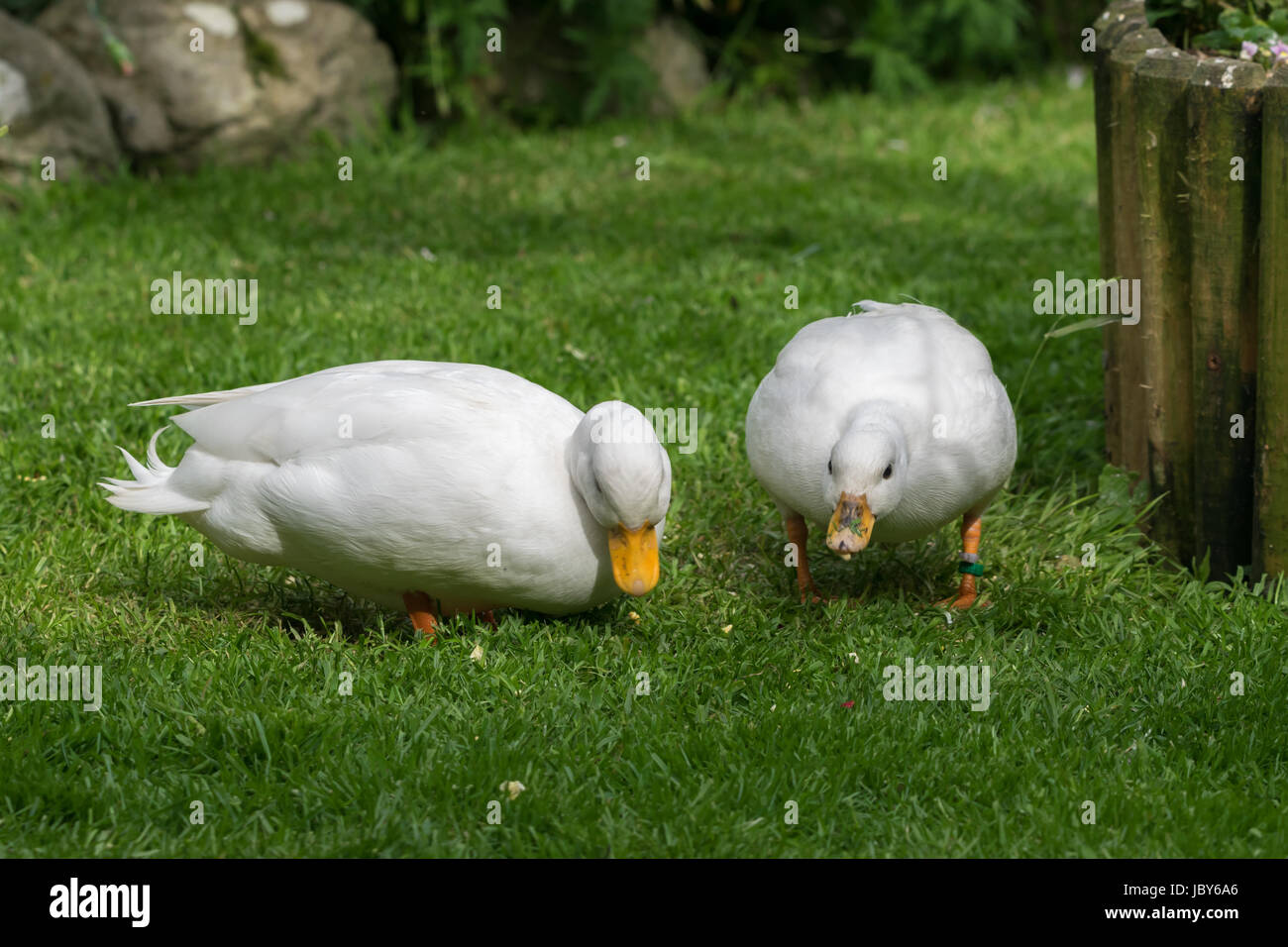 Two White Call Duck / Ducks Stock Photo - Alamy