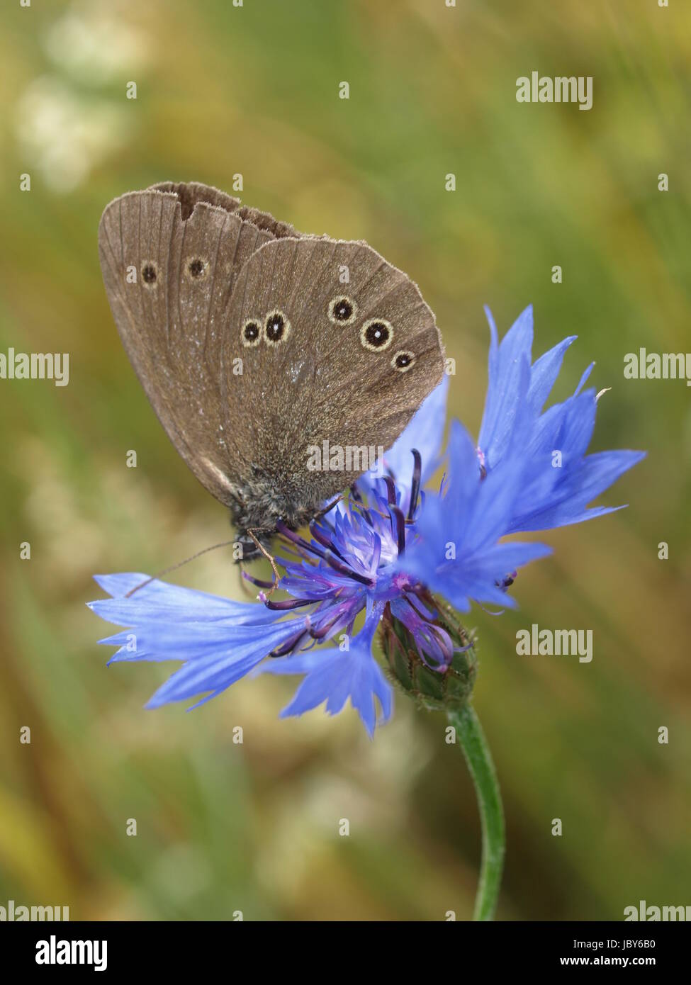 Chimney Sweeper Butterfly High Resolution Stock Photography and Images ...