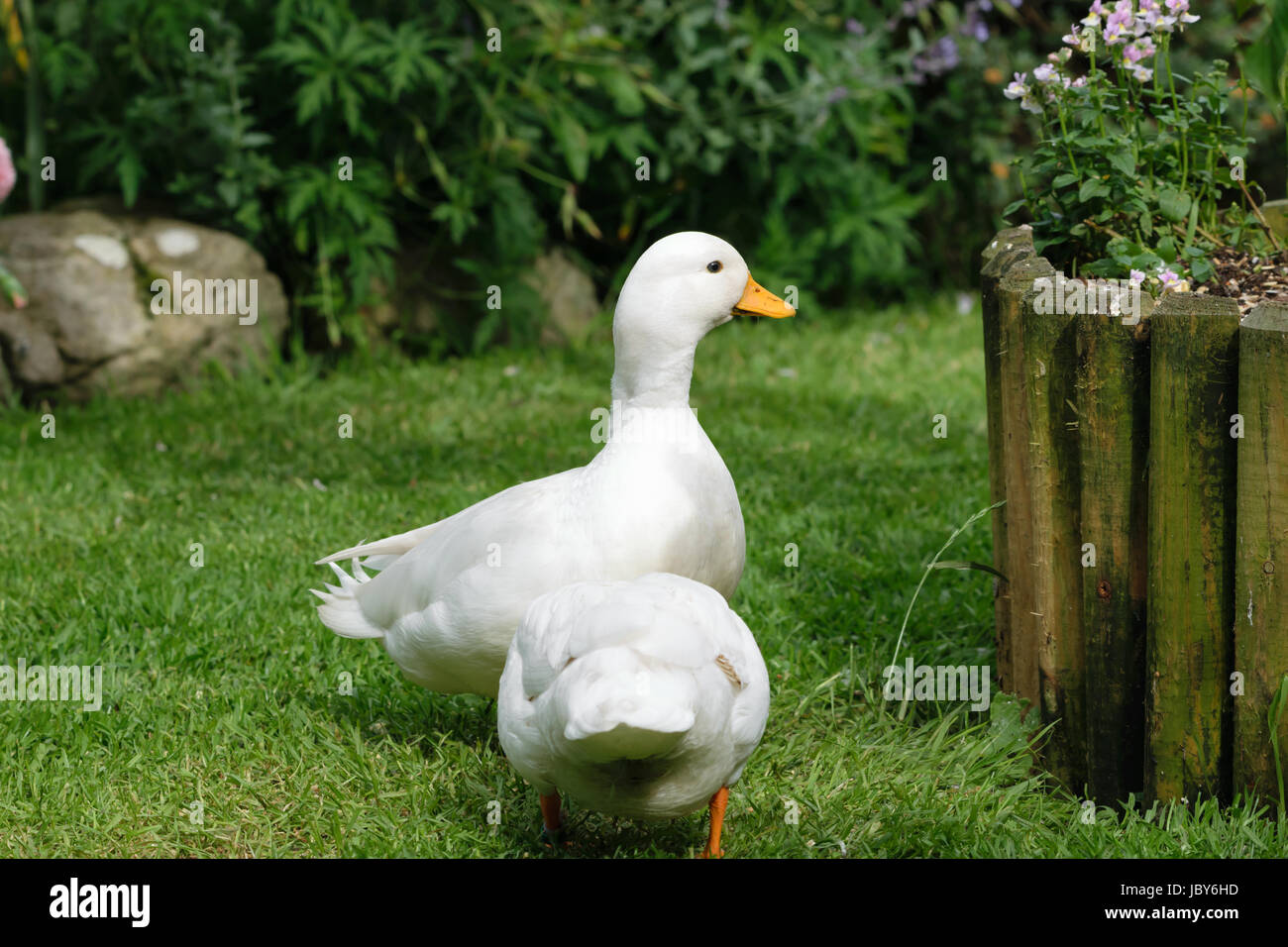 Two White Call Duck / Ducks Stock Photo - Alamy