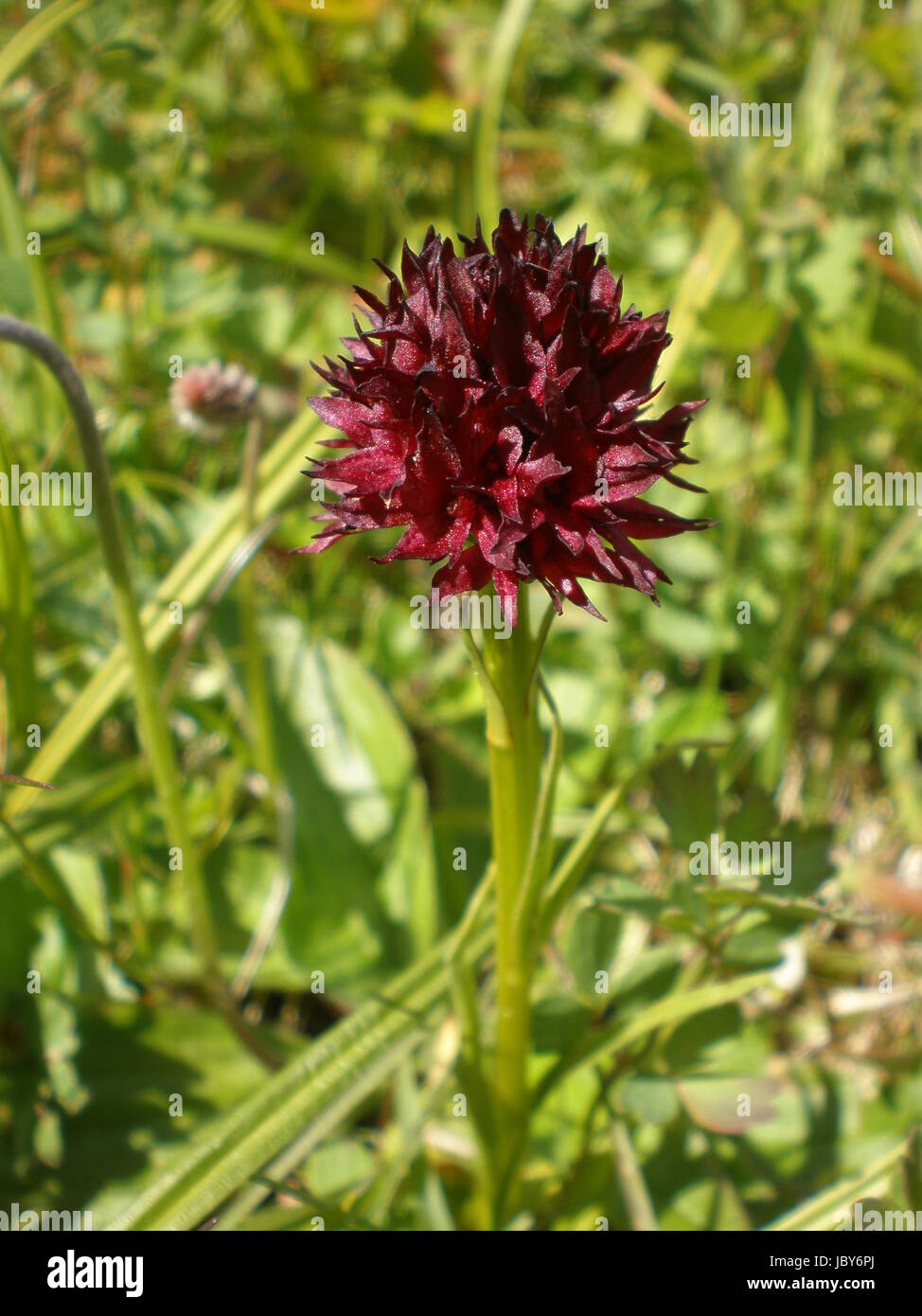 Brunkulla hi-res stock photography and images - Alamy