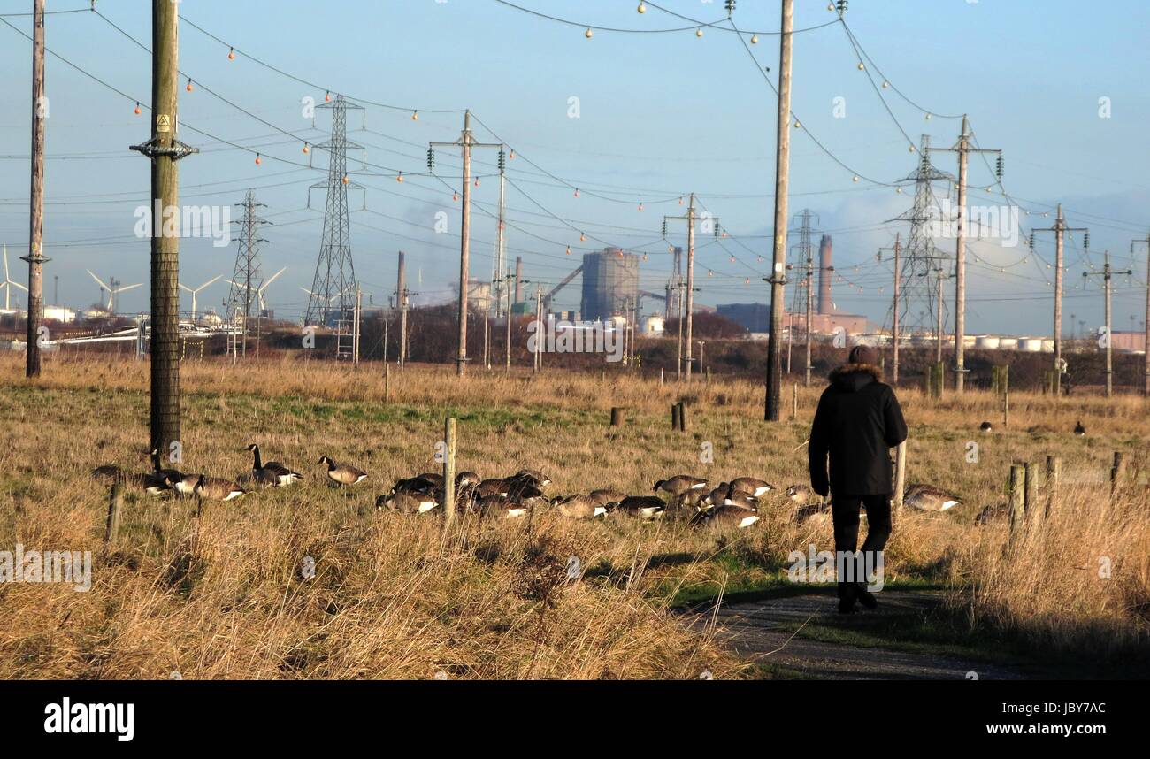 Rspb saltholme nature reserve hi-res stock photography and images - Alamy
