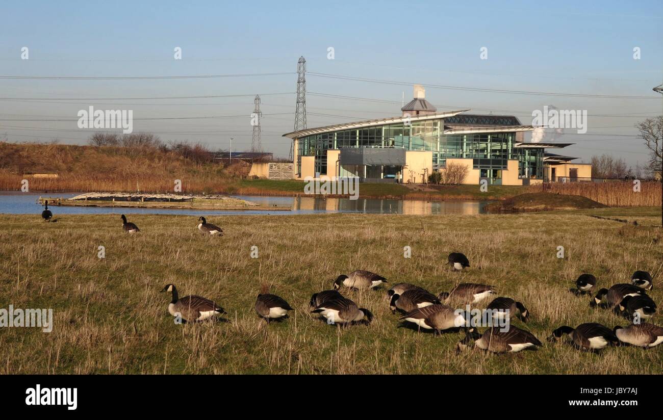 Rspb saltholme nature reserve hi-res stock photography and images - Alamy