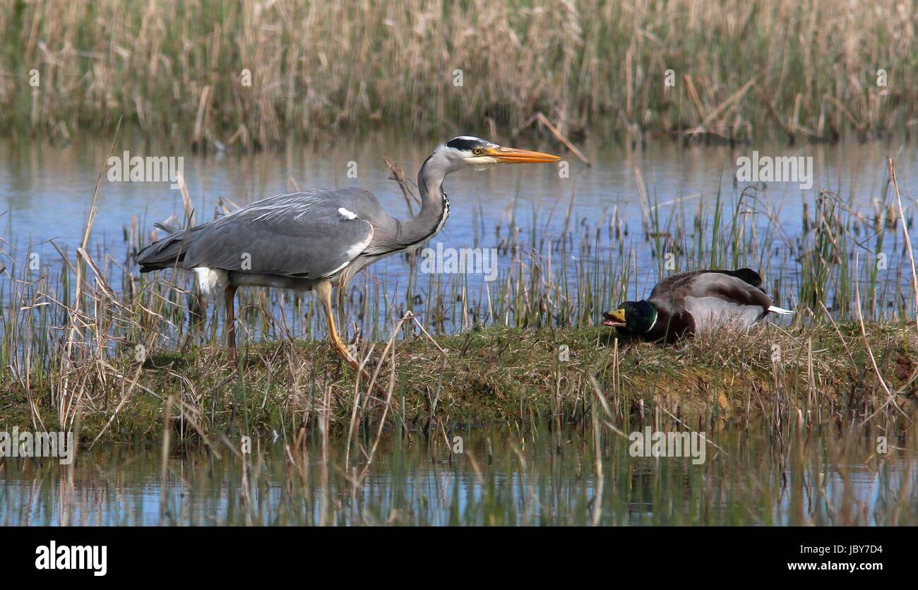 Angry mallard and grey heron Stock Photo - Alamy