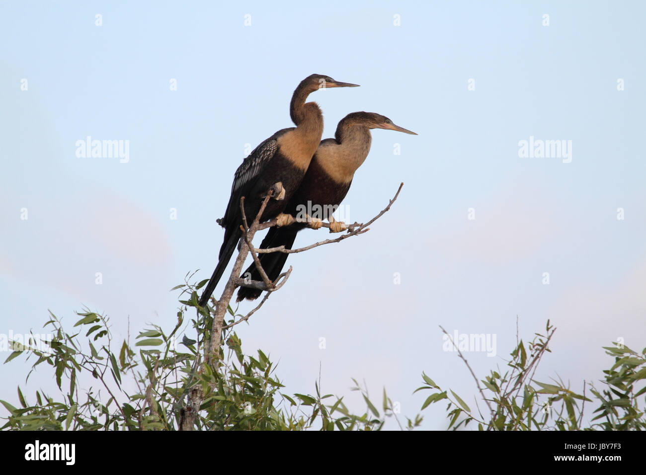 Family of Anhingas in a tree in the Florida Everglades Stock Photo - Alamy
