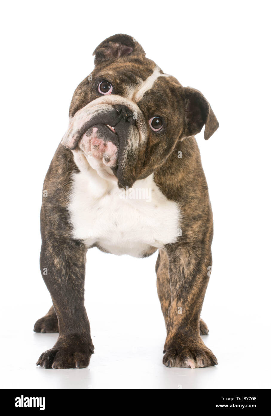 english bulldog staring at viewer on white background Stock Photo - Alamy