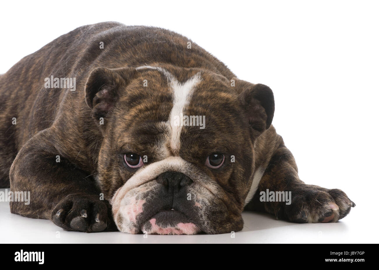Where Does The Saying Dog Tired Come From