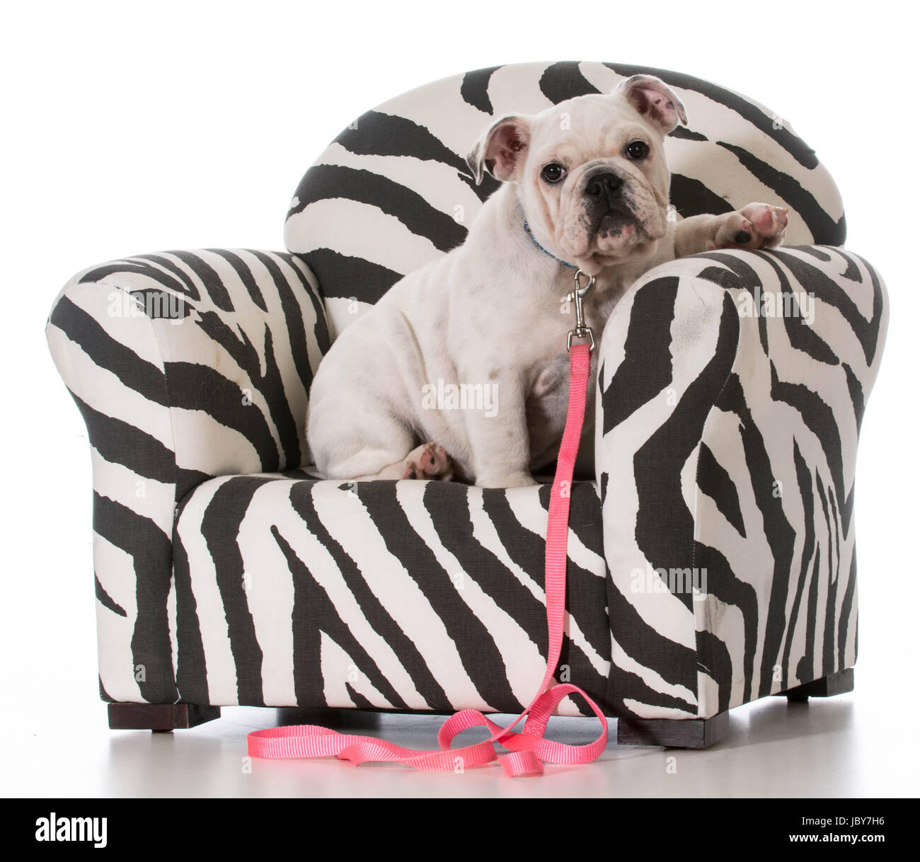 english bulldog puppy sitting in a chair on white background Stock ...