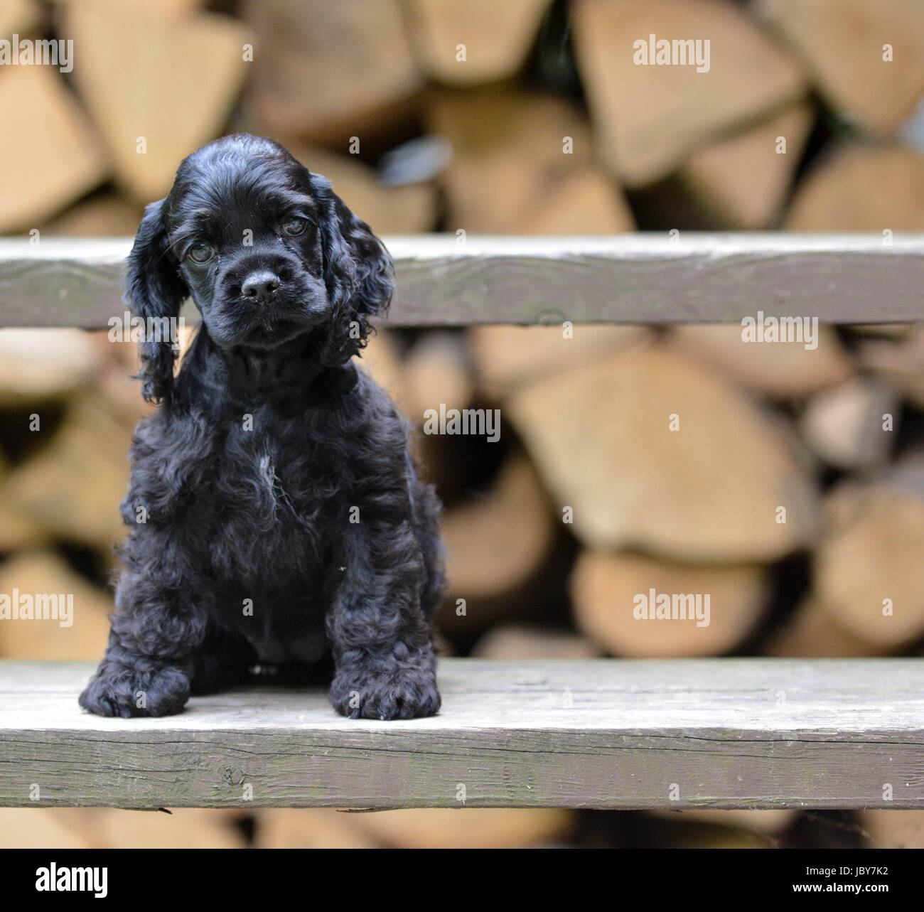american cocker spaniel puppy sitting on riser of stairs with wood pile ...