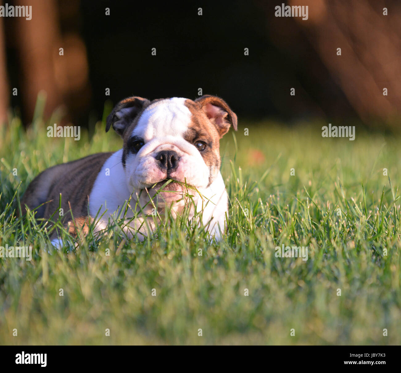 Bulldog laying down looking viewer hi-res stock photography and images ...