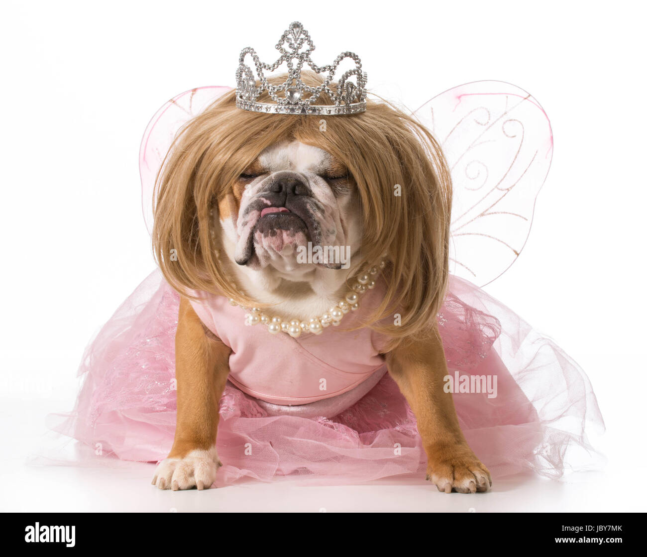english bulldog wearing blonde wig and princess costume Stock Photo - Alamy