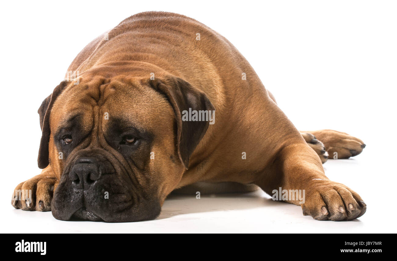 bullmastiff male laying down on white background Stock Photo - Alamy