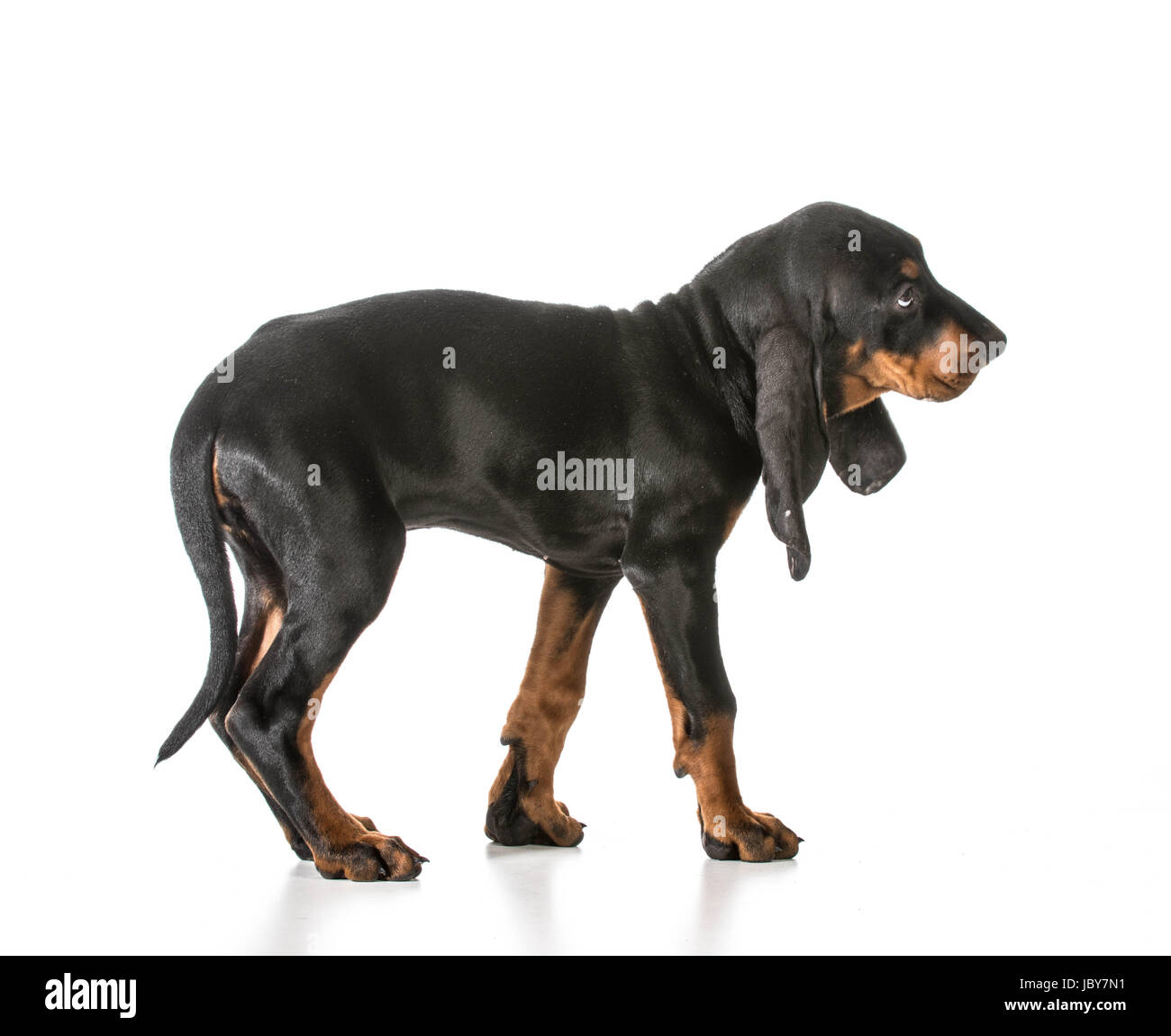 cute puppy - black and tan coonhound standing Stock Photo - Alamy